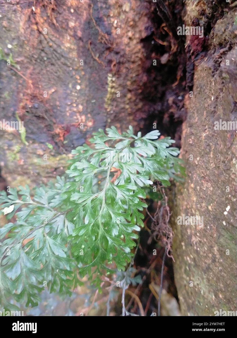drooping filmy fern (Hymenophyllum demissum Stock Photo - Alamy