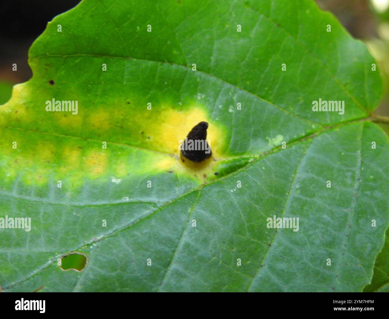 Witch-hazel Cone Gall Aphid (Hormaphis hamamelidis Stock Photo - Alamy