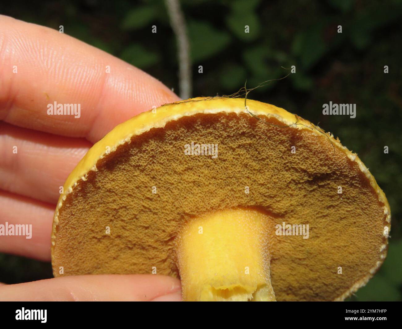 Blue-staining Slippery Jack (Suillus tomentosus Stock Photo - Alamy
