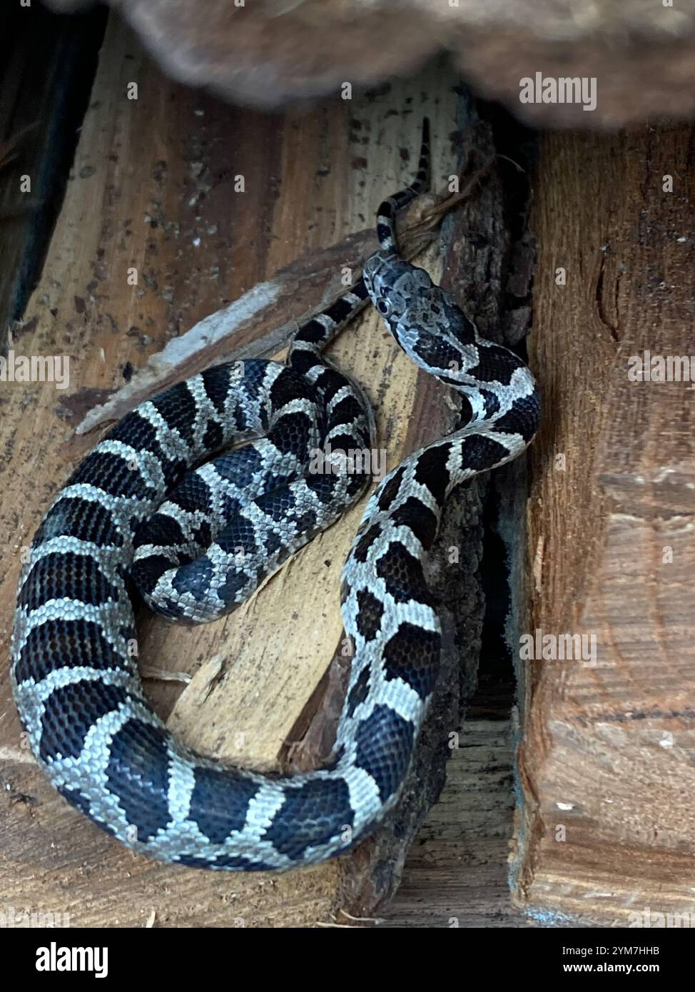 Pantherophis spiloides hi-res stock photography and images - Alamy