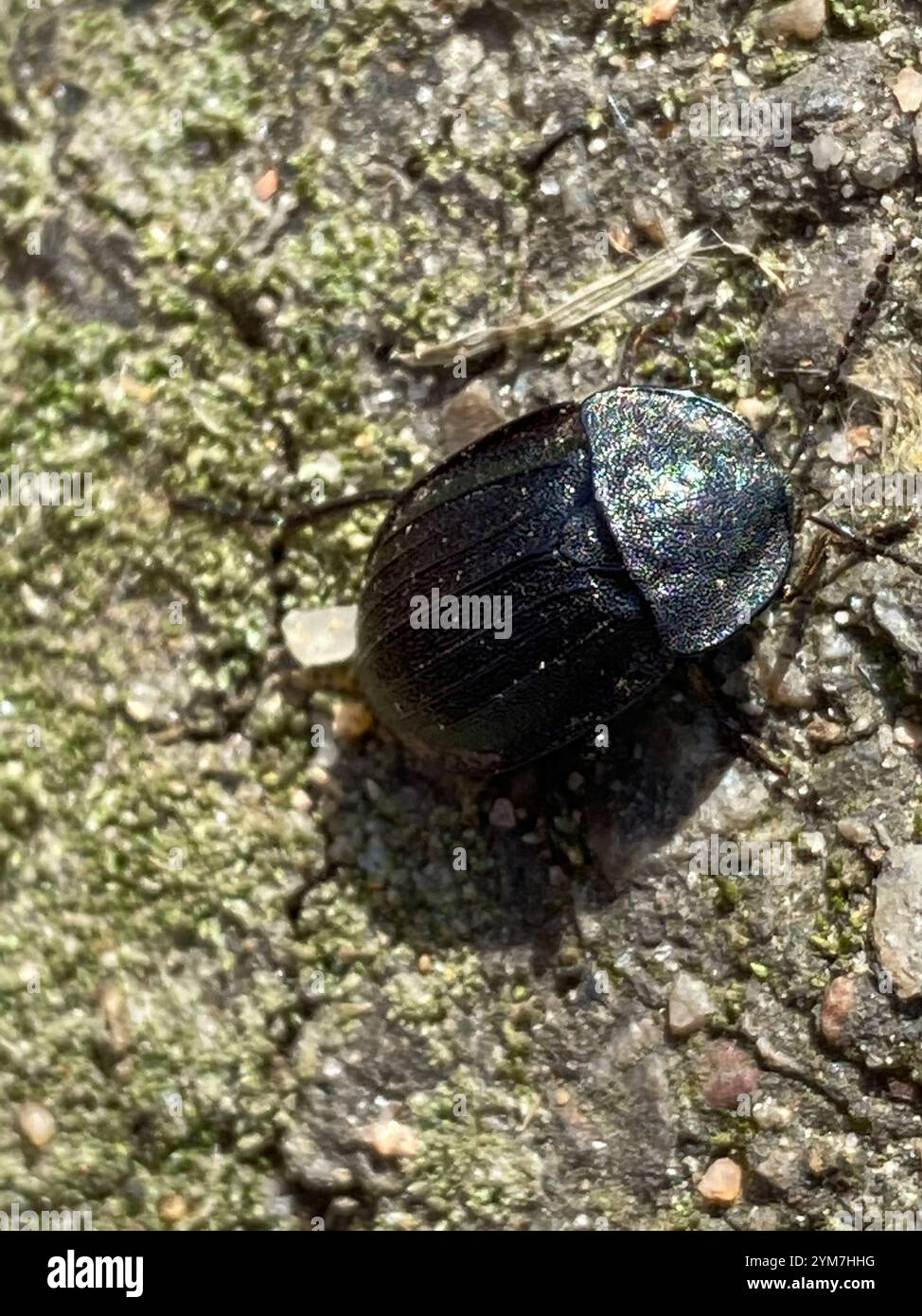 Black snail beetle (Phosphuga atrata Stock Photo - Alamy