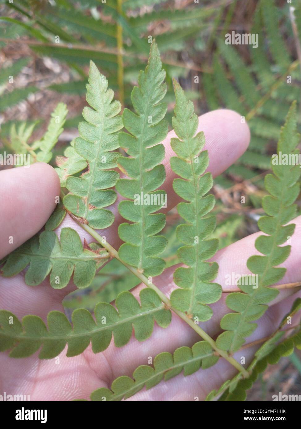 cinnamon fern (Osmundastrum cinnamomeum Stock Photo - Alamy