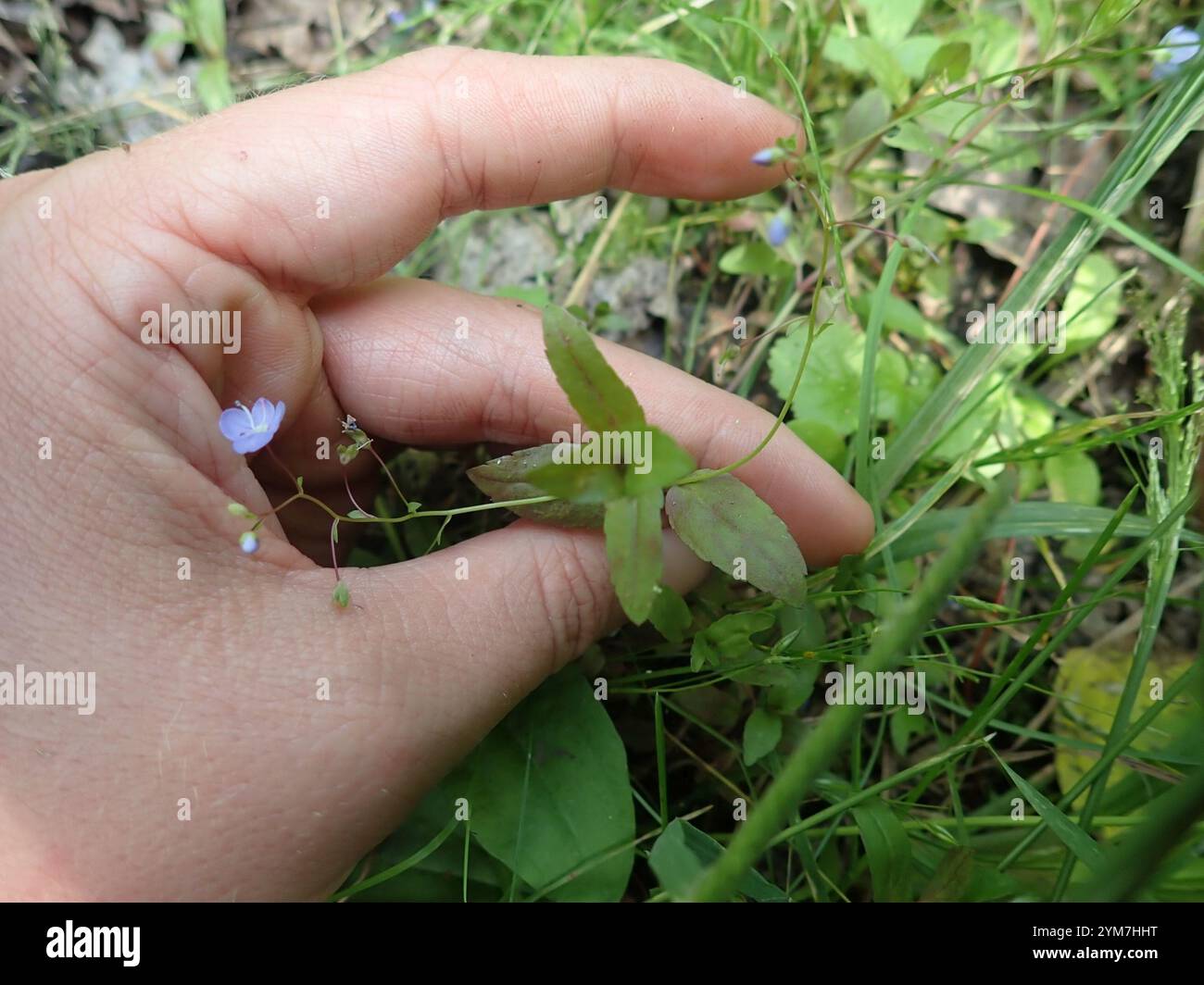 American brooklime hi-res stock photography and images - Alamy