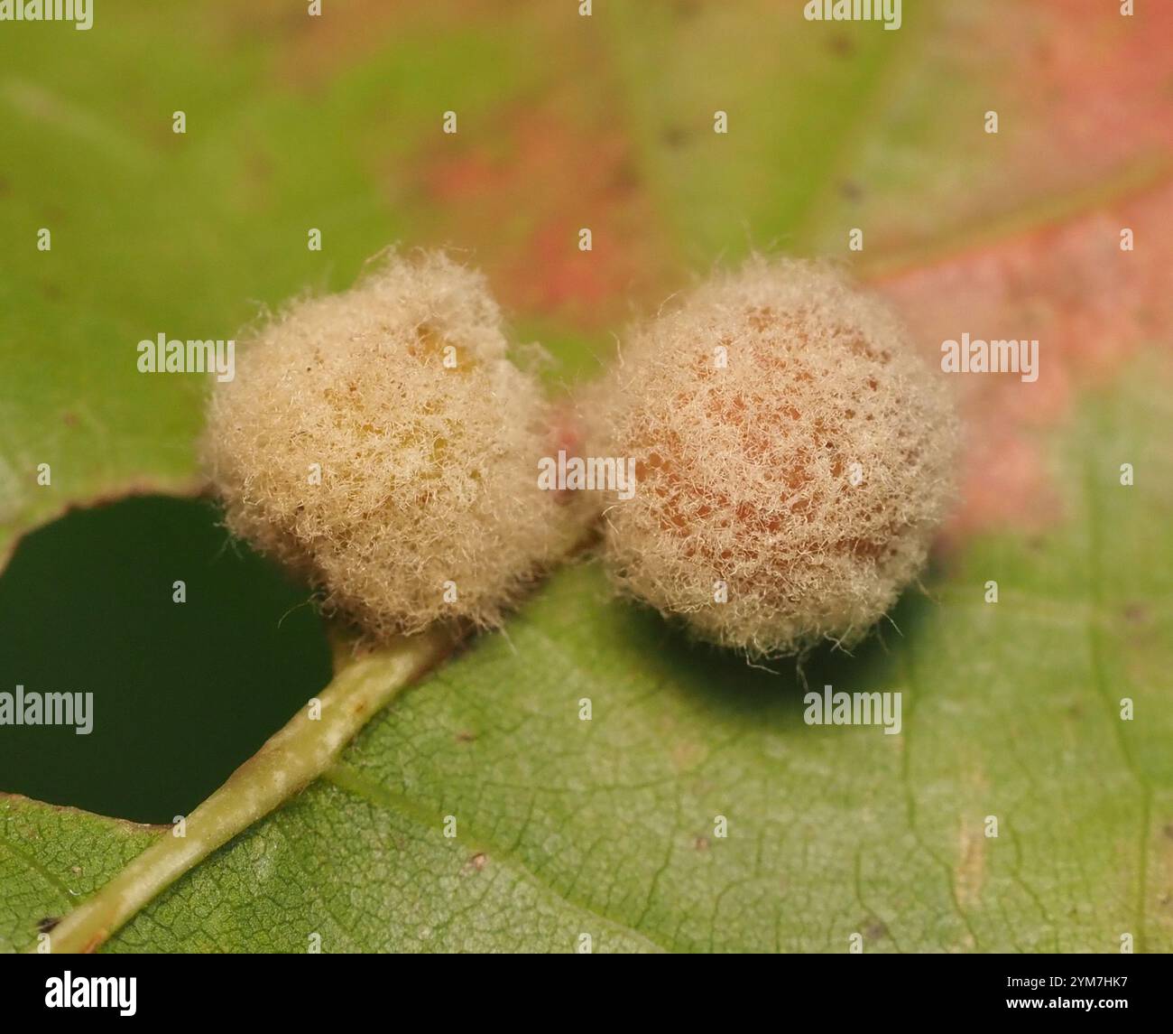 Woolly Oak Gall Wasp (Callirhytis lanata Stock Photo - Alamy