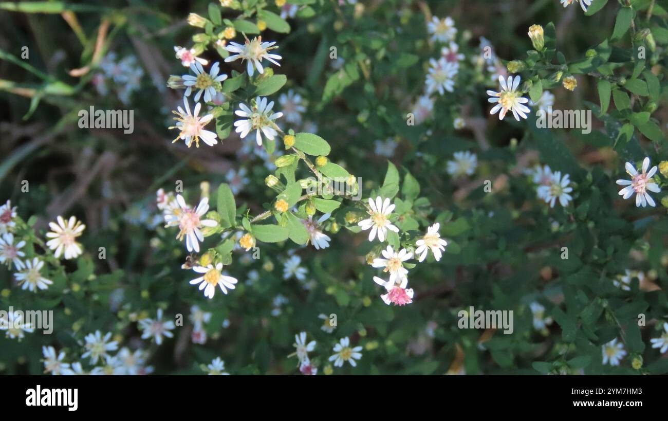 calico aster (Symphyotrichum lateriflorum Stock Photo - Alamy