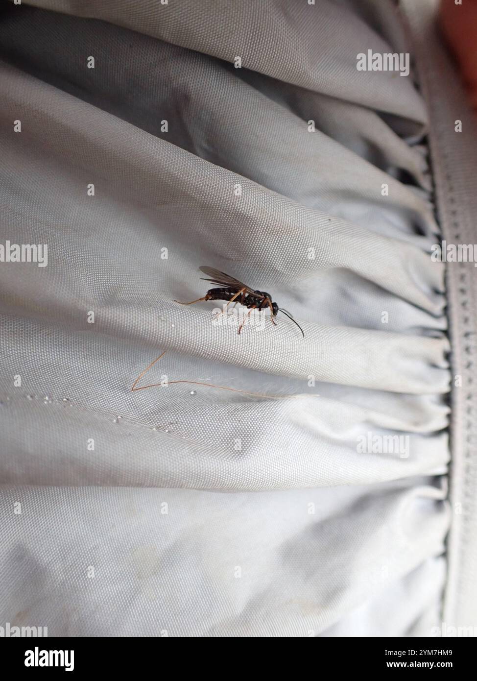 Wood, Mound, and Field Ants (Formica Stock Photo - Alamy