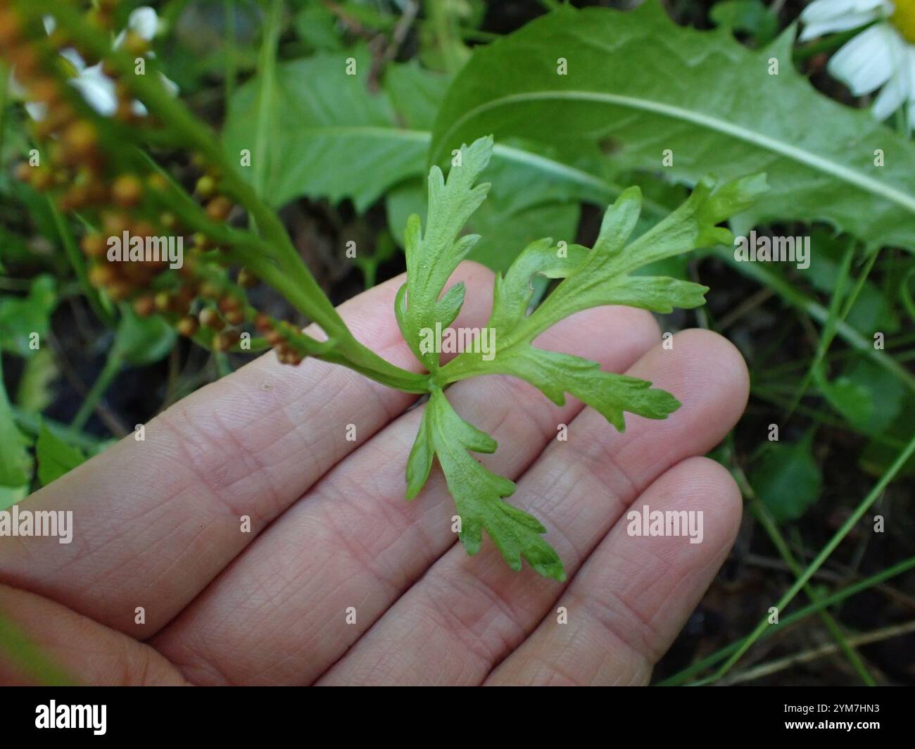 lanceleaf moonwort (Botrychium lanceolatum Stock Photo - Alamy
