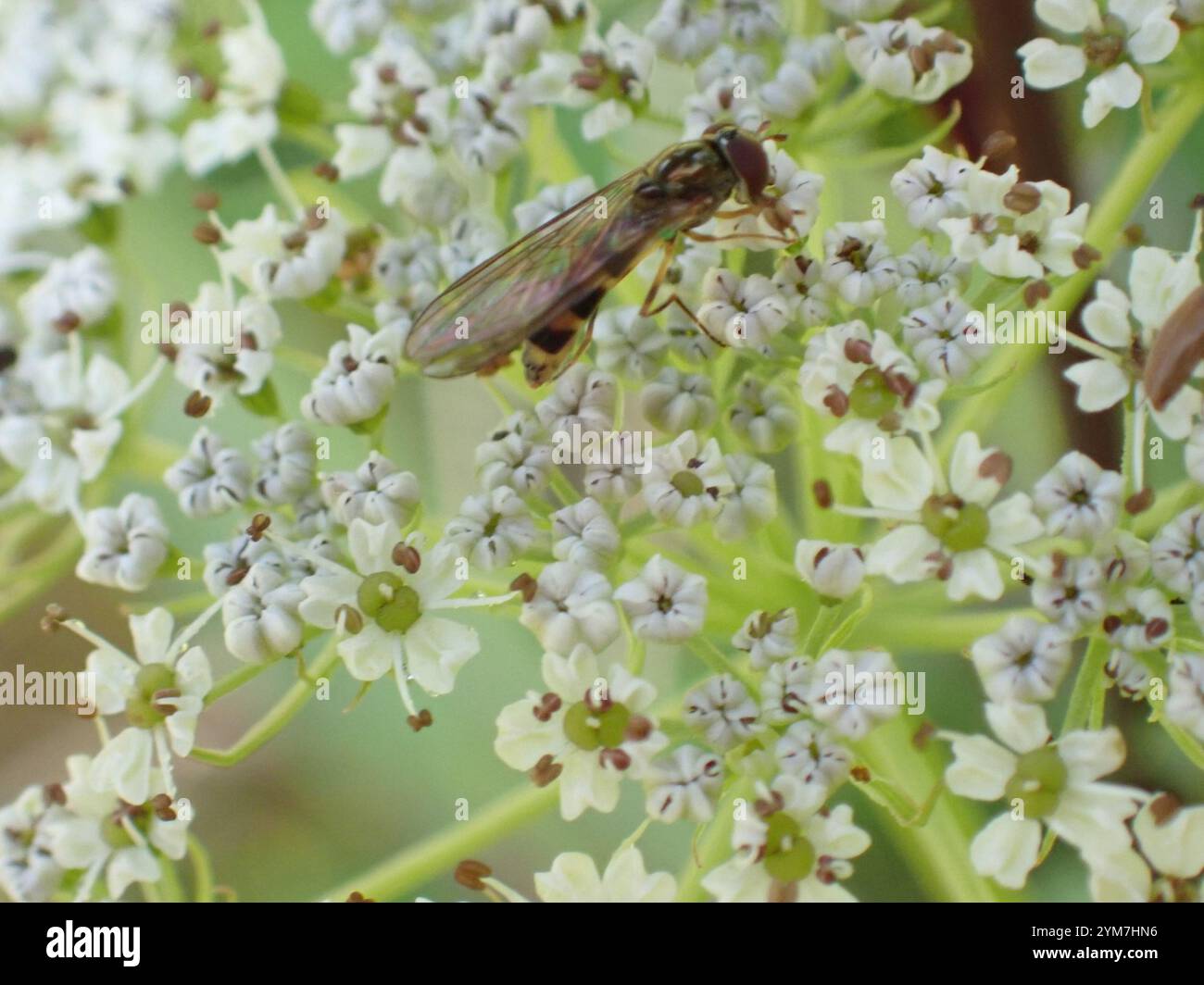Variable Duskyface Fly (Melanostoma mellinum Stock Photo - Alamy