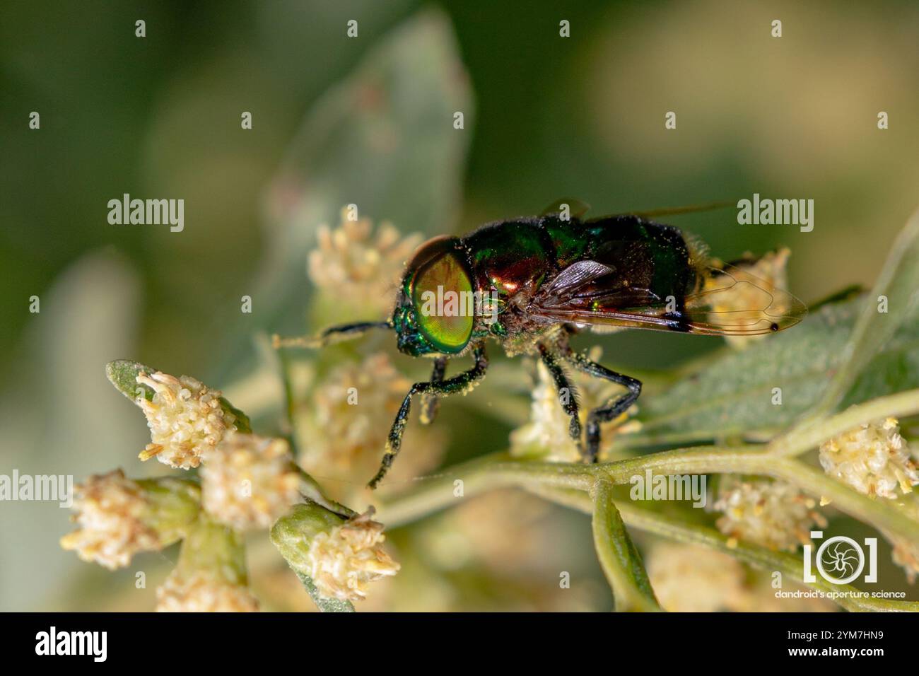 Green Jewel Fly (Ornidia obesa Stock Photo - Alamy