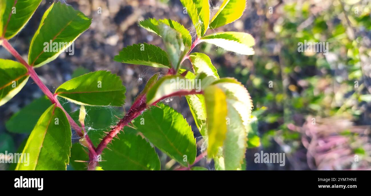 Prickly Wild Rose (Rosa acicularis Stock Photo - Alamy