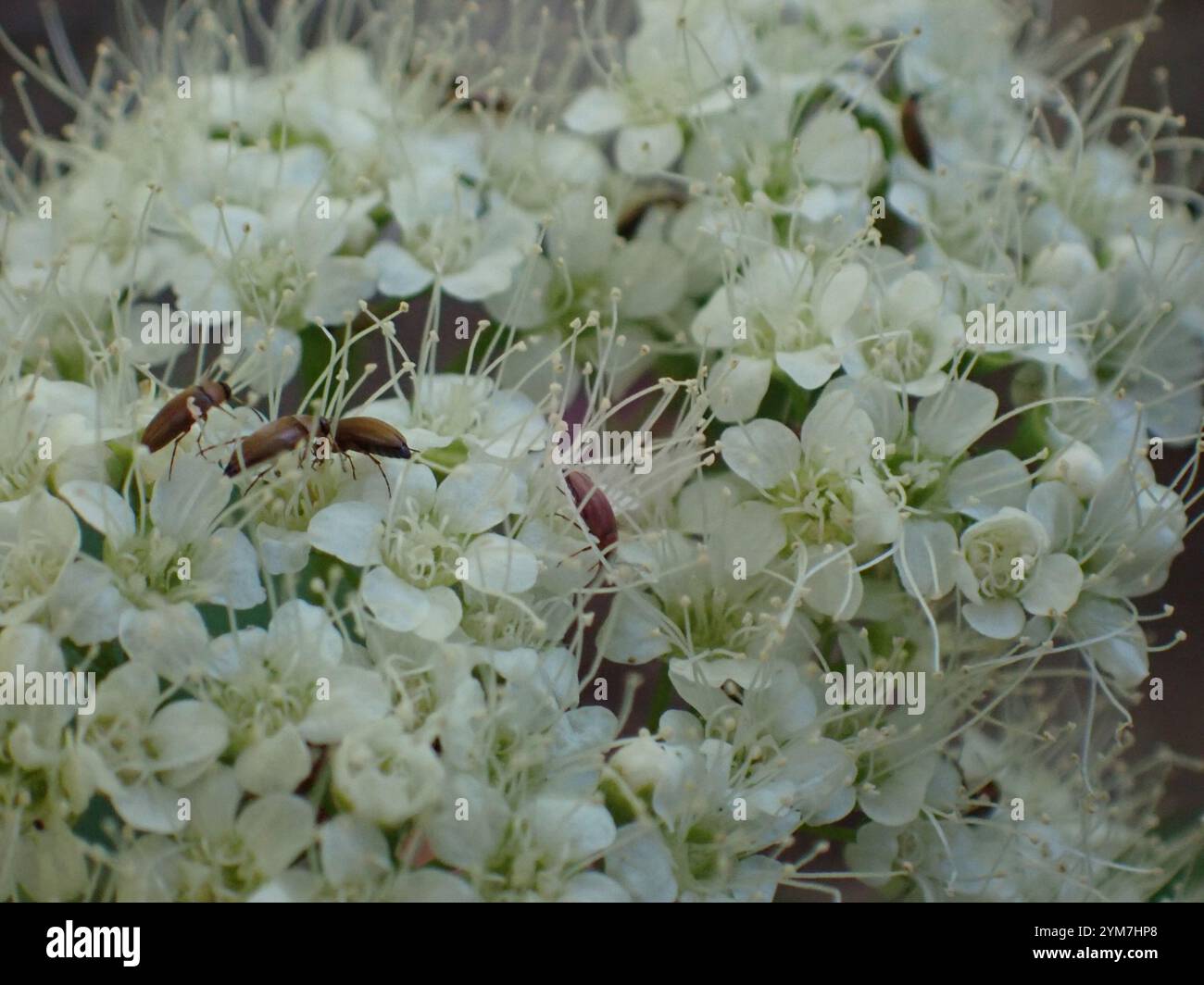 False Flower Beetles (Scraptiidae Stock Photo - Alamy