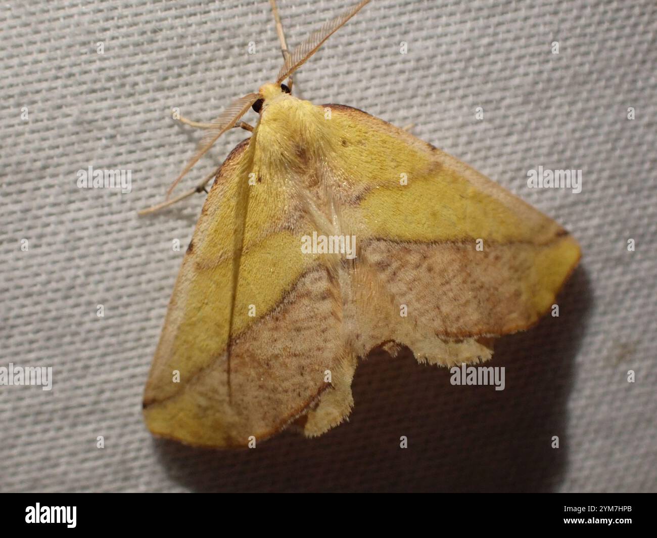 Sharp-lined Yellow (Sicya macularia Stock Photo - Alamy