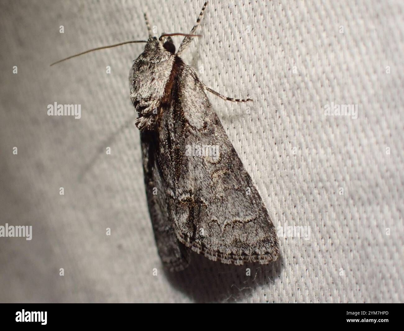 Dagger Moths (Acronicta Stock Photo - Alamy