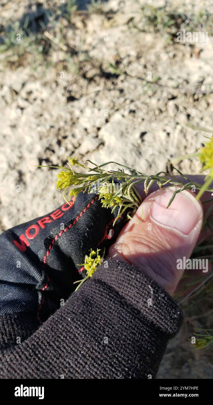 Broom Snakeweed (Gutierrezia sarothrae Stock Photo - Alamy