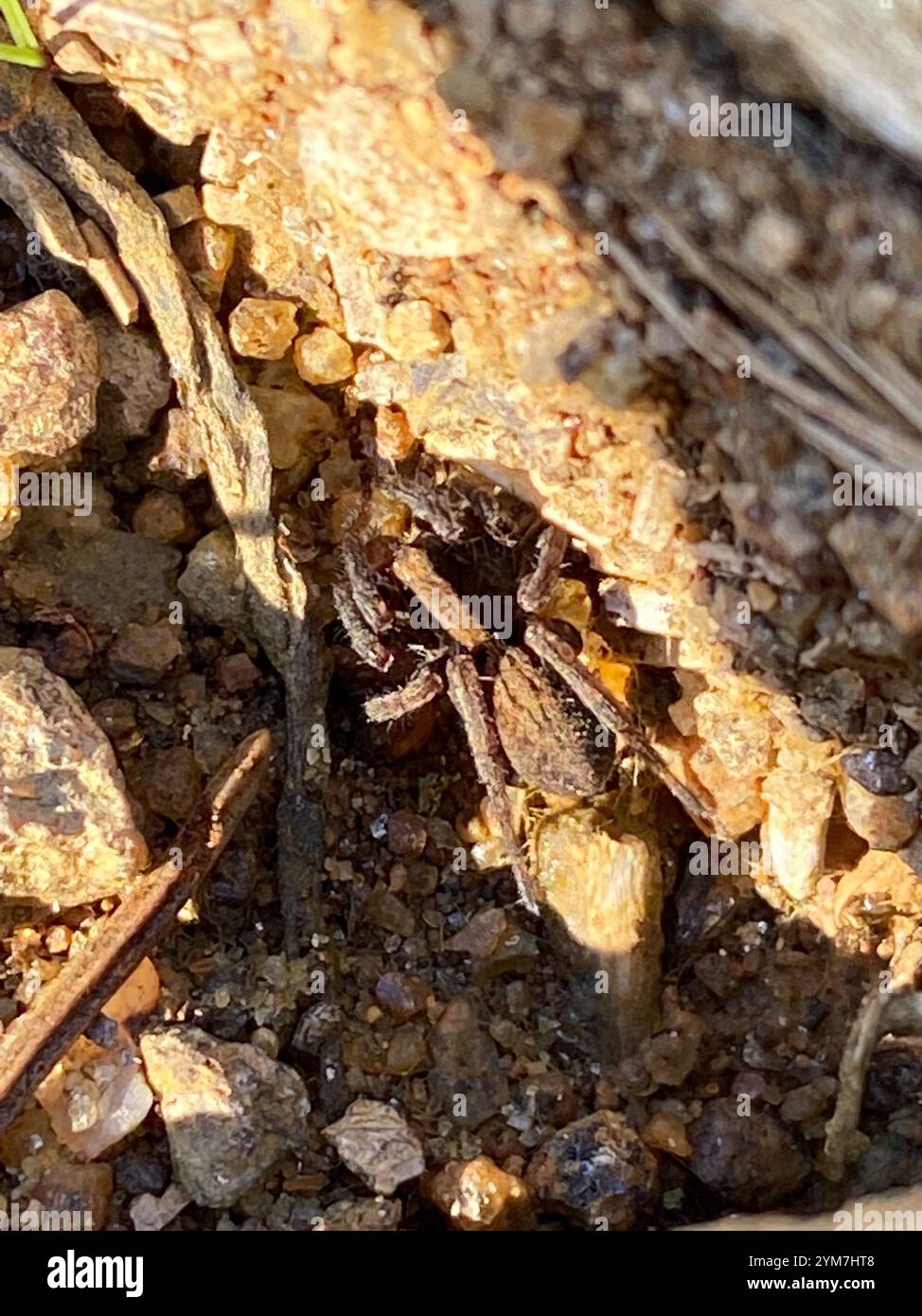 Common fox spider hi-res stock photography and images - Alamy