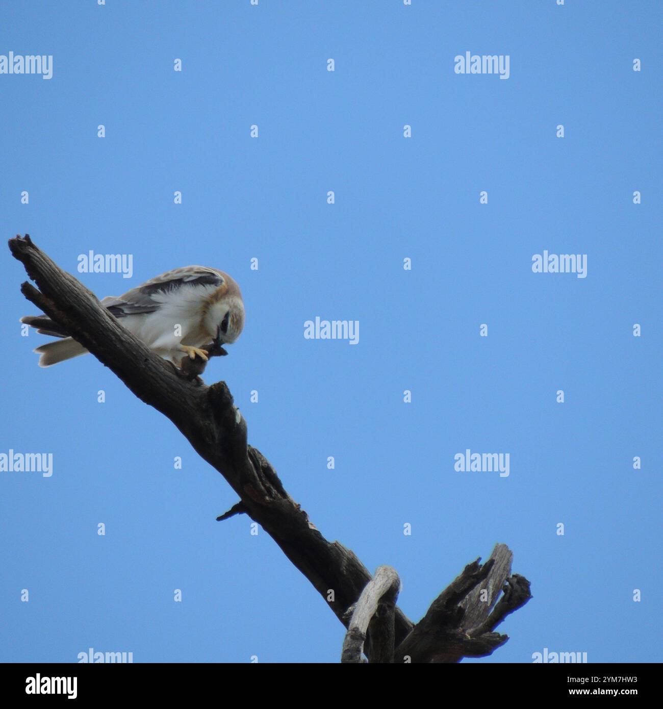 The black shouldered kite elanus axillaris hi-res stock photography and ...