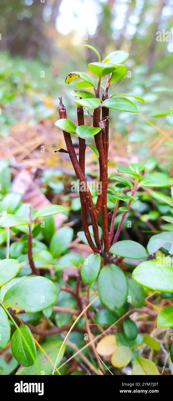Huckleberry Broom Rust Fungus (Calyptospora columnaris Stock Photo - Alamy