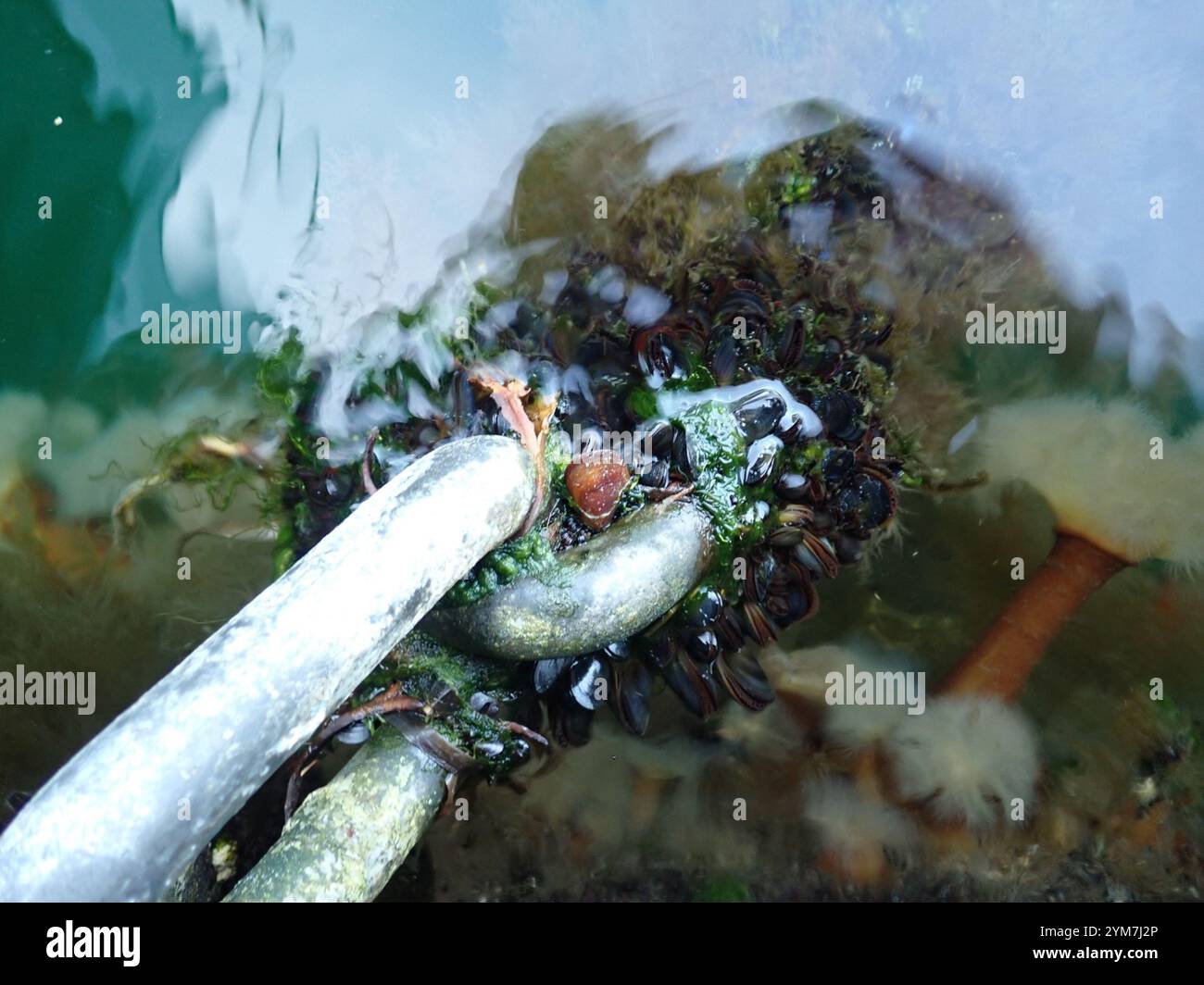 Northern Bay Mussel (Mytilus trossulus Stock Photo - Alamy