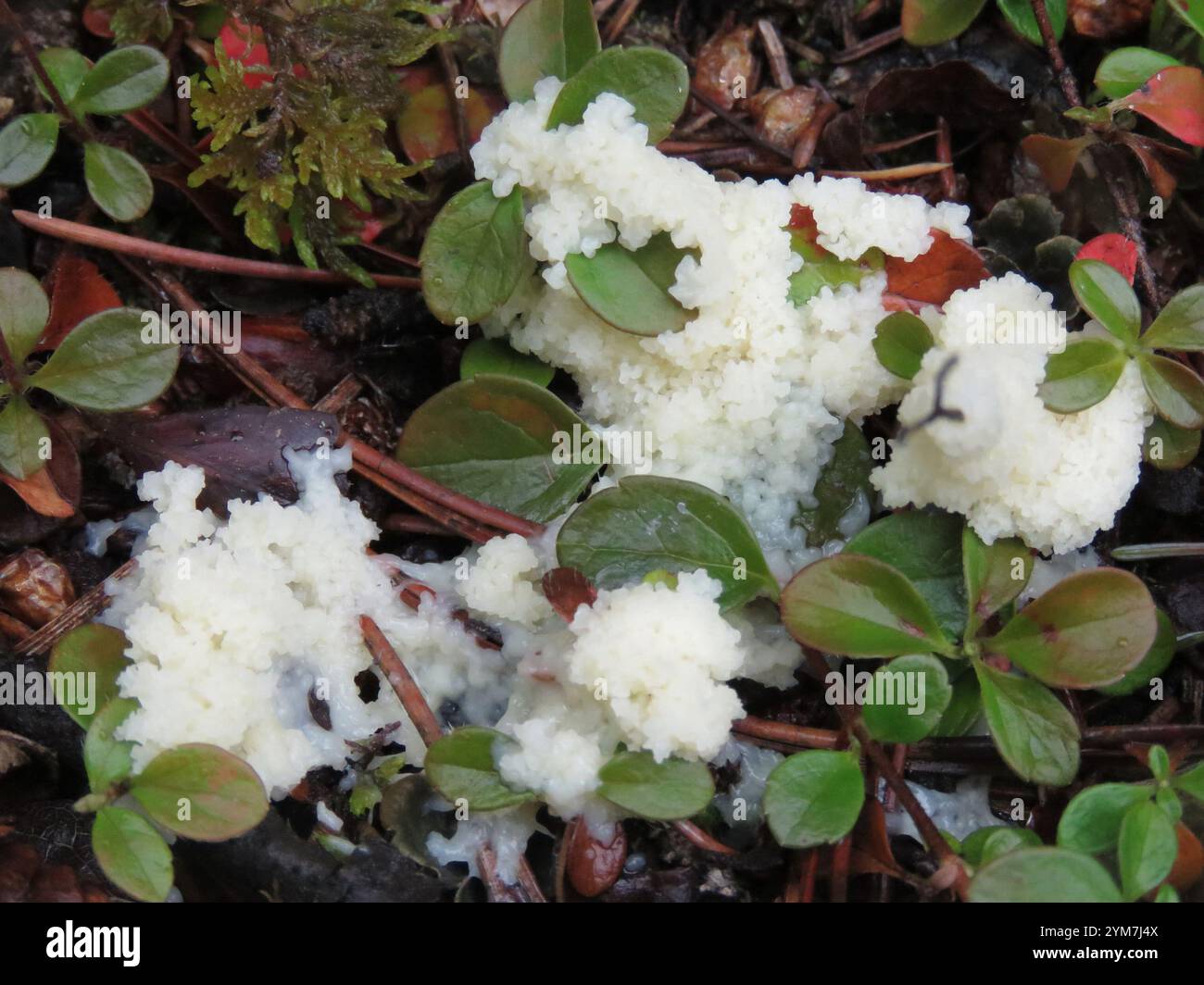 Dog Sick Slime Mould (Didymium spongiosum Stock Photo - Alamy