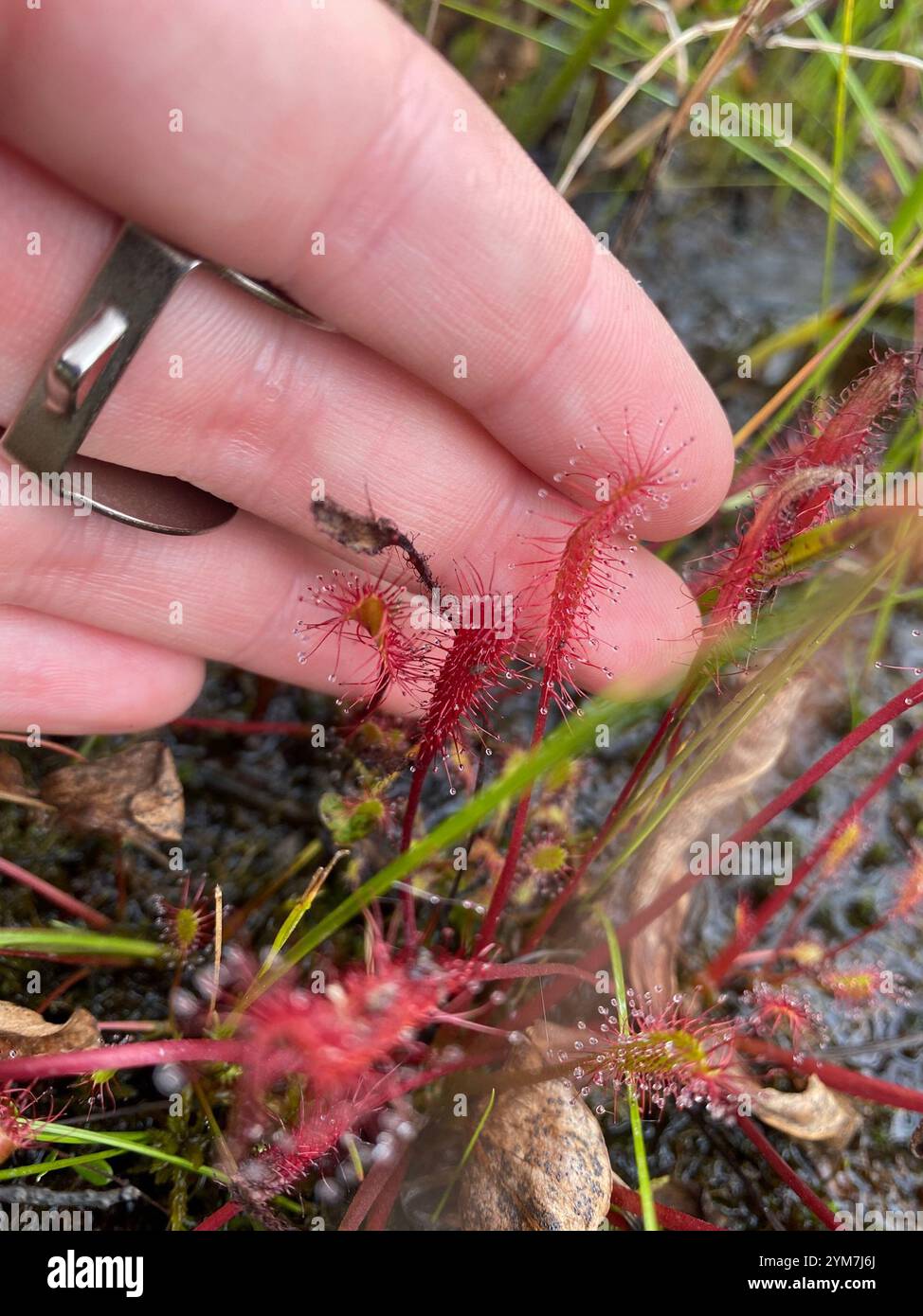 Great Sundew (Drosera anglica Stock Photo - Alamy