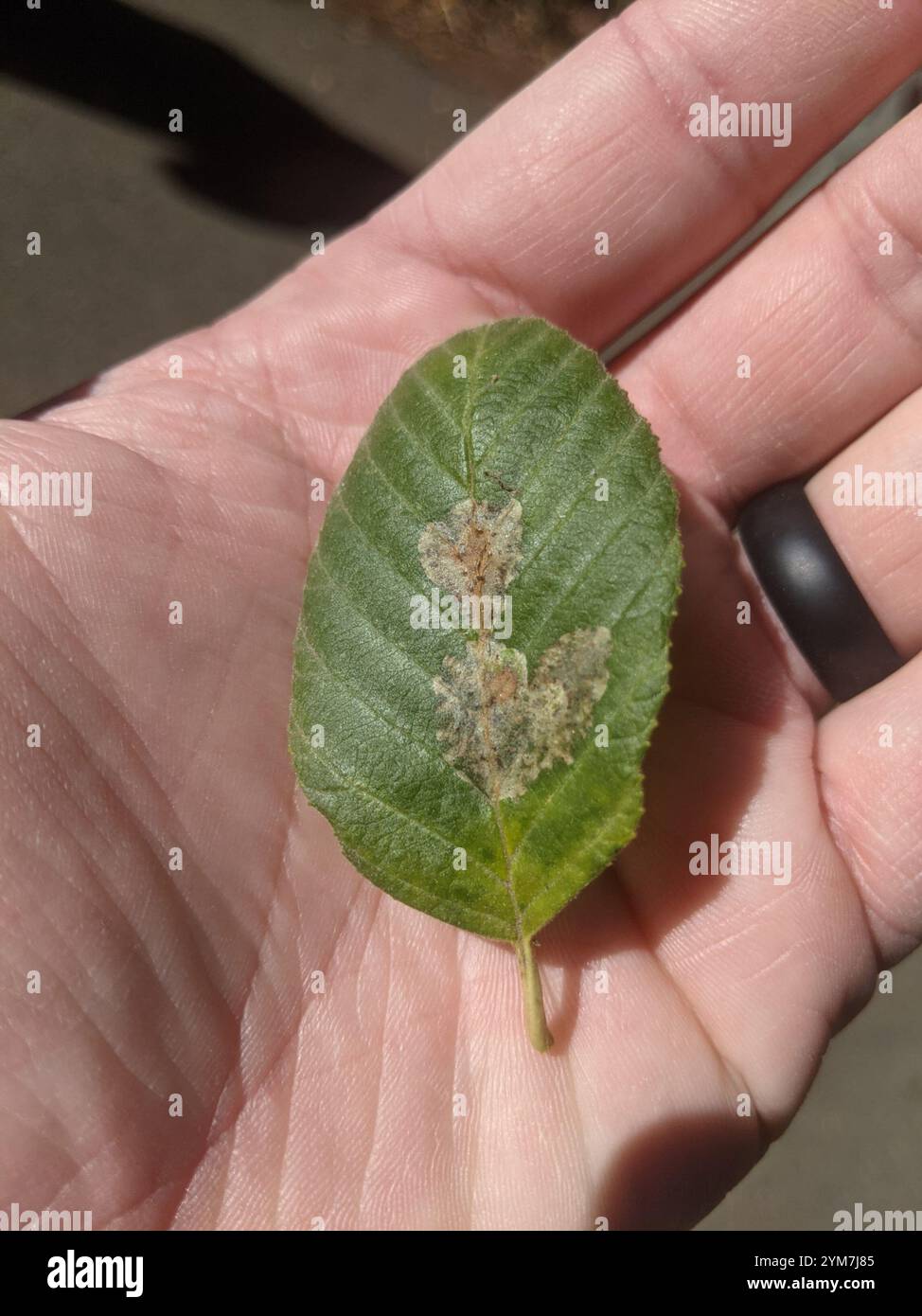 white alder (Alnus rhombifolia Stock Photo - Alamy