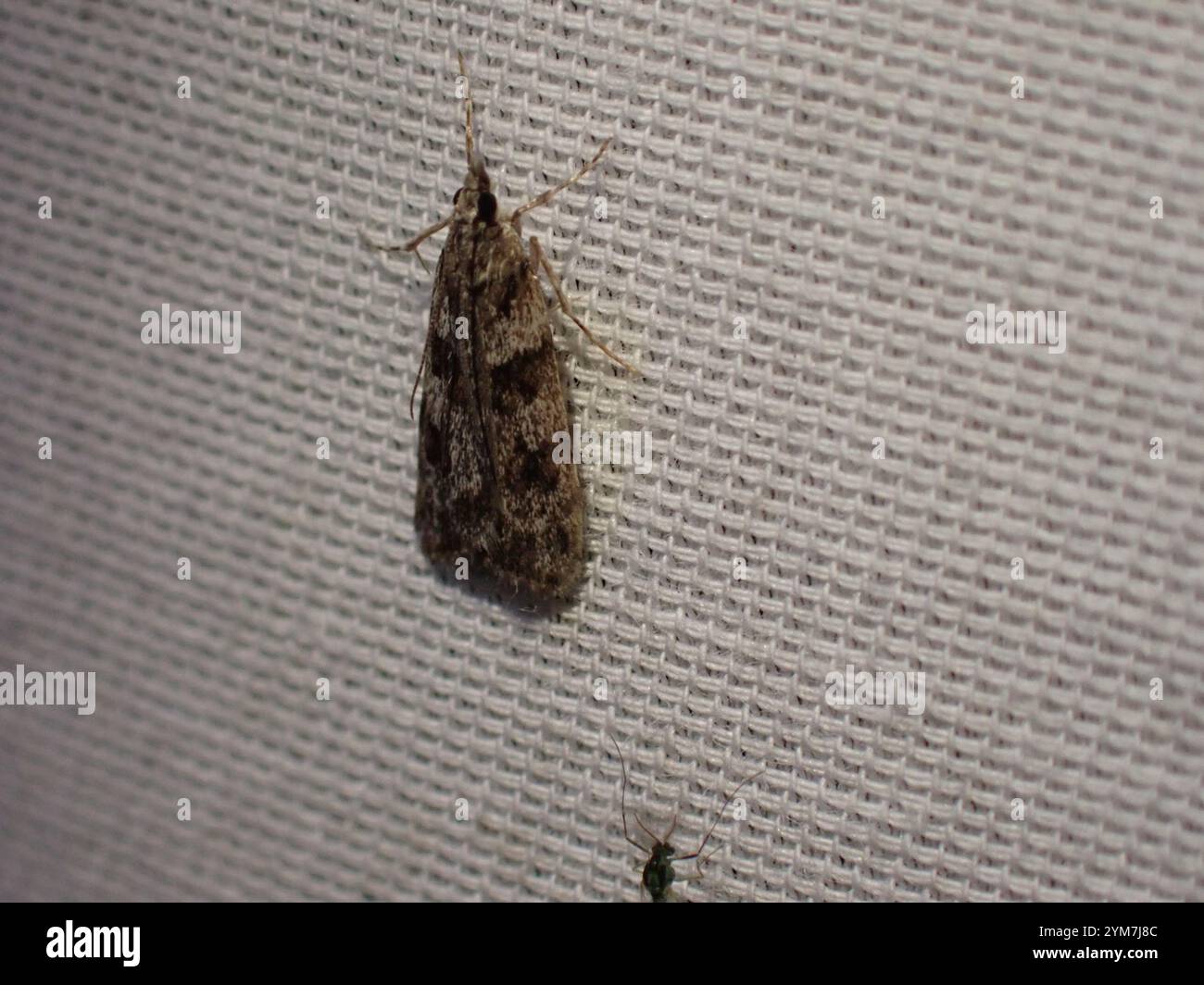 Double-striped Scoparia Moth (Scoparia biplagialis Stock Photo - Alamy