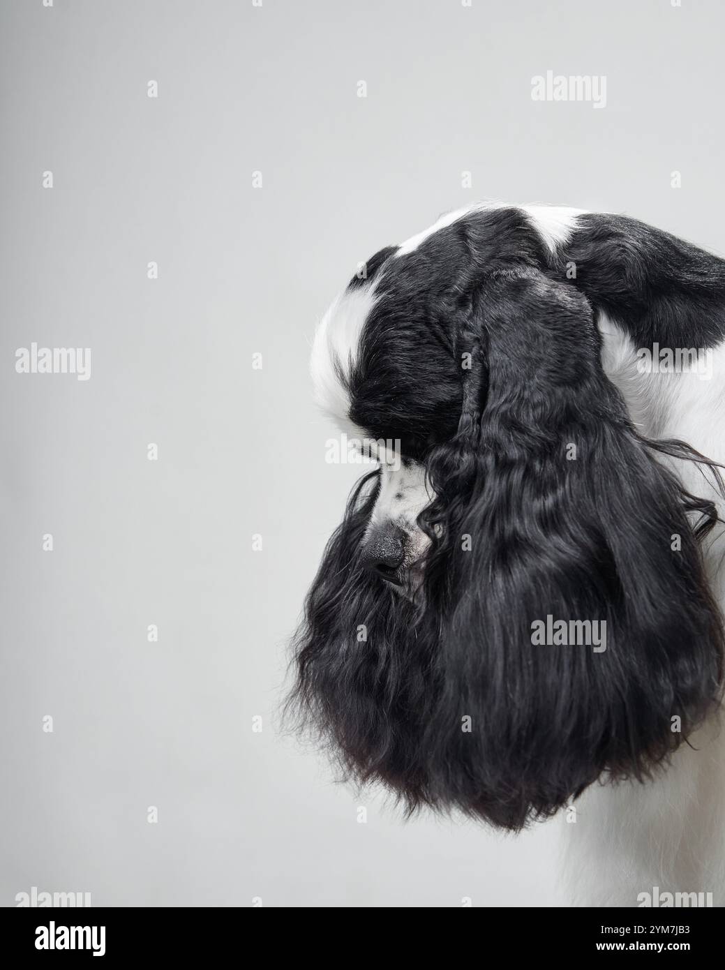 Prominent curly hi-res stock photography and images - Alamy