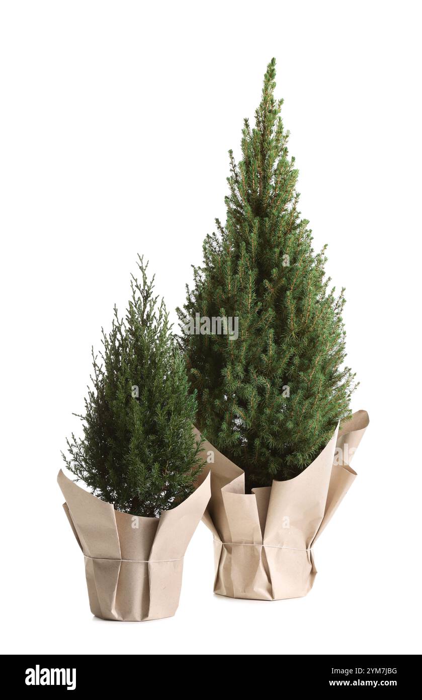 Spruce pine trees in Cut Out Stock Images & Pictures - Alamy