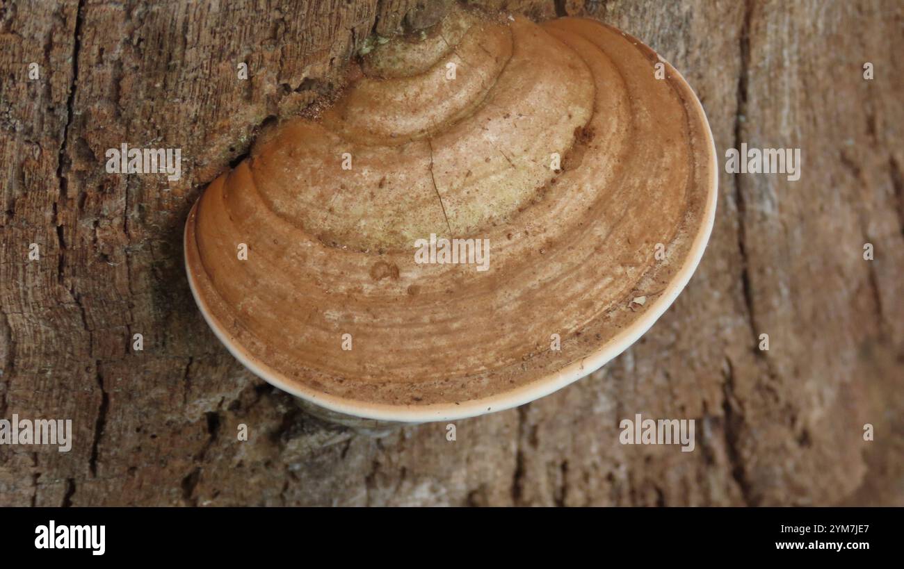 Megaloma hi-res stock photography and images - Alamy
