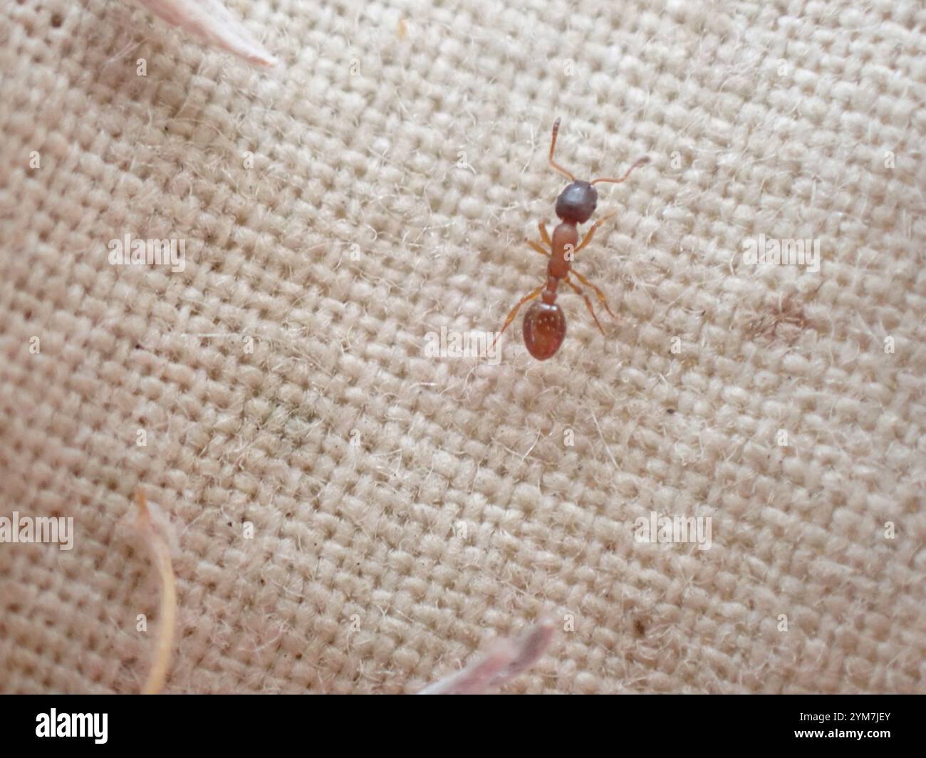 Acorn Ants and Allies (Temnothorax Stock Photo - Alamy