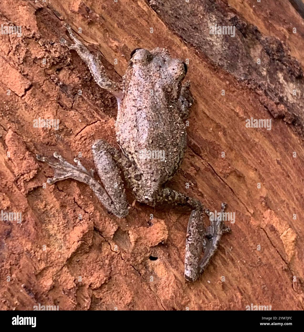 Cuban Tree Frog (Osteopilus septentrionalis Stock Photo - Alamy