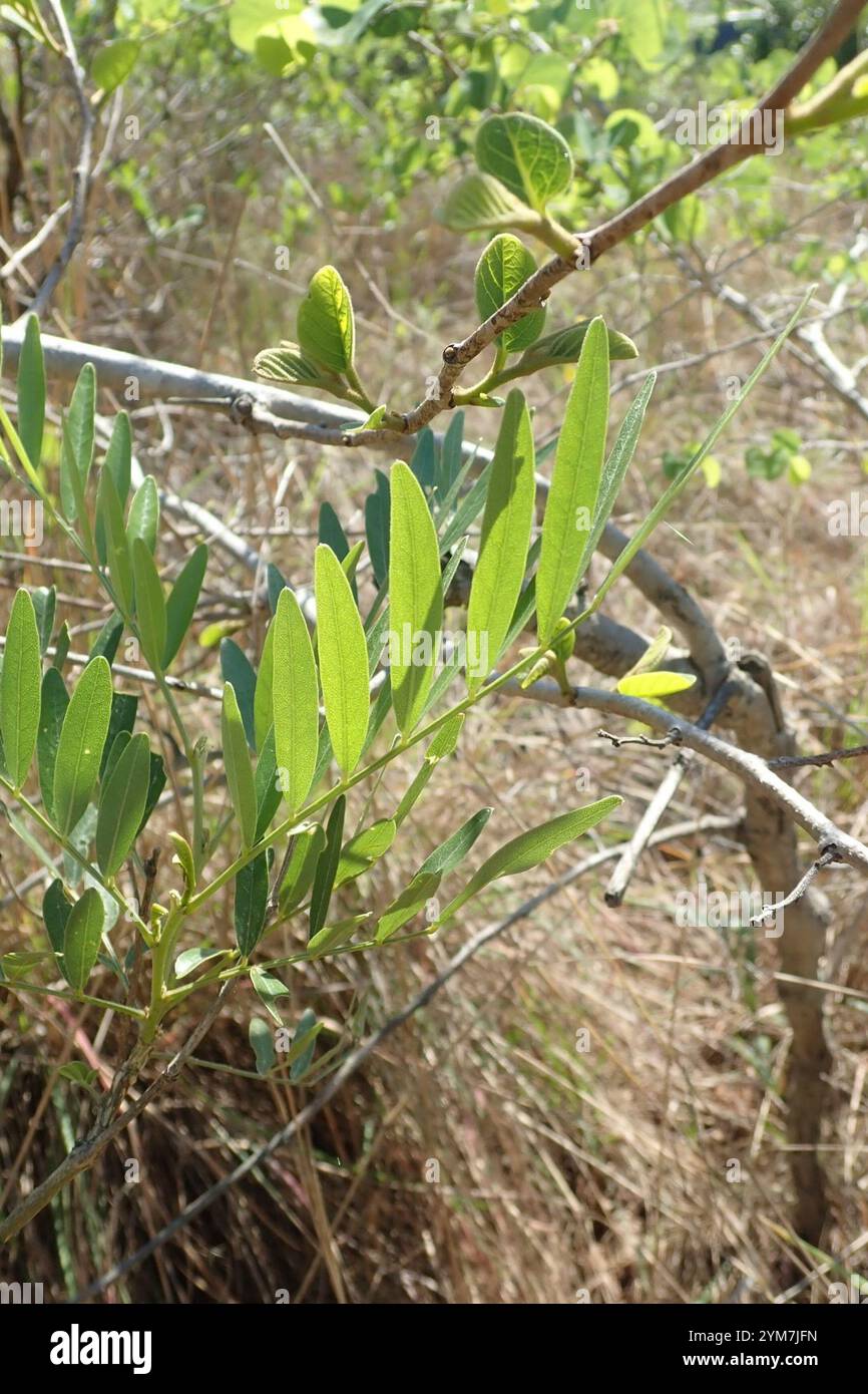 Cork Bush (Mundulea sericea Stock Photo - Alamy