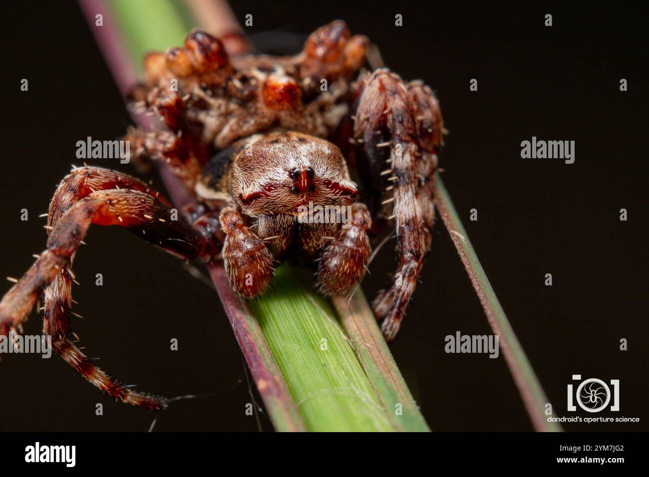 Star-bellied Orb-web Spiders (Acanthepeira Stock Photo - Alamy