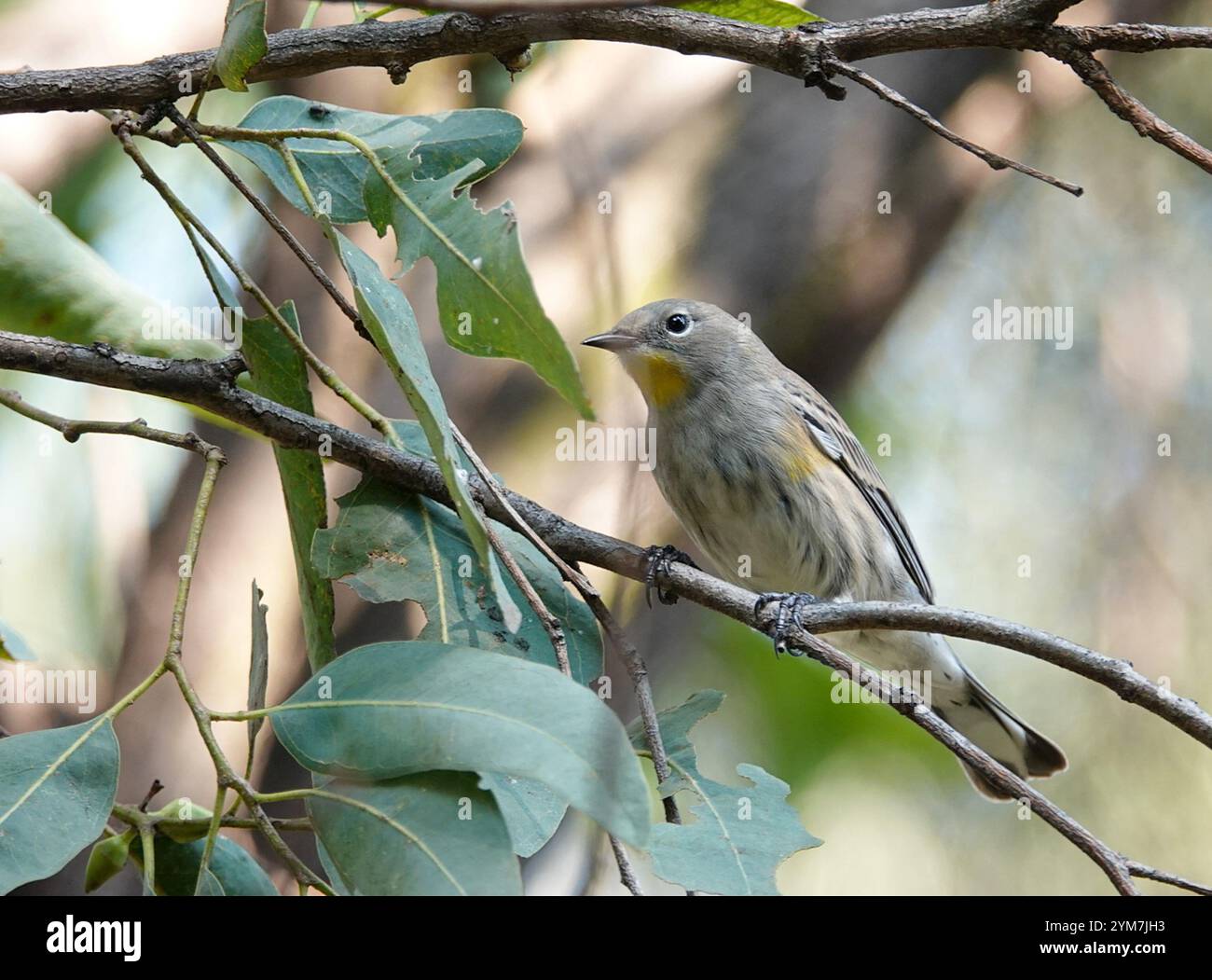 Setophaga coronata auduboni hi-res stock photography and images - Alamy