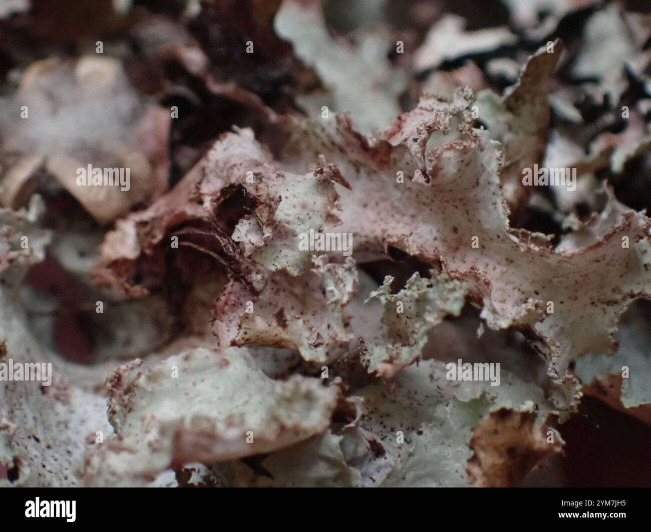 common lichens (Lecanoromycetes Stock Photo - Alamy
