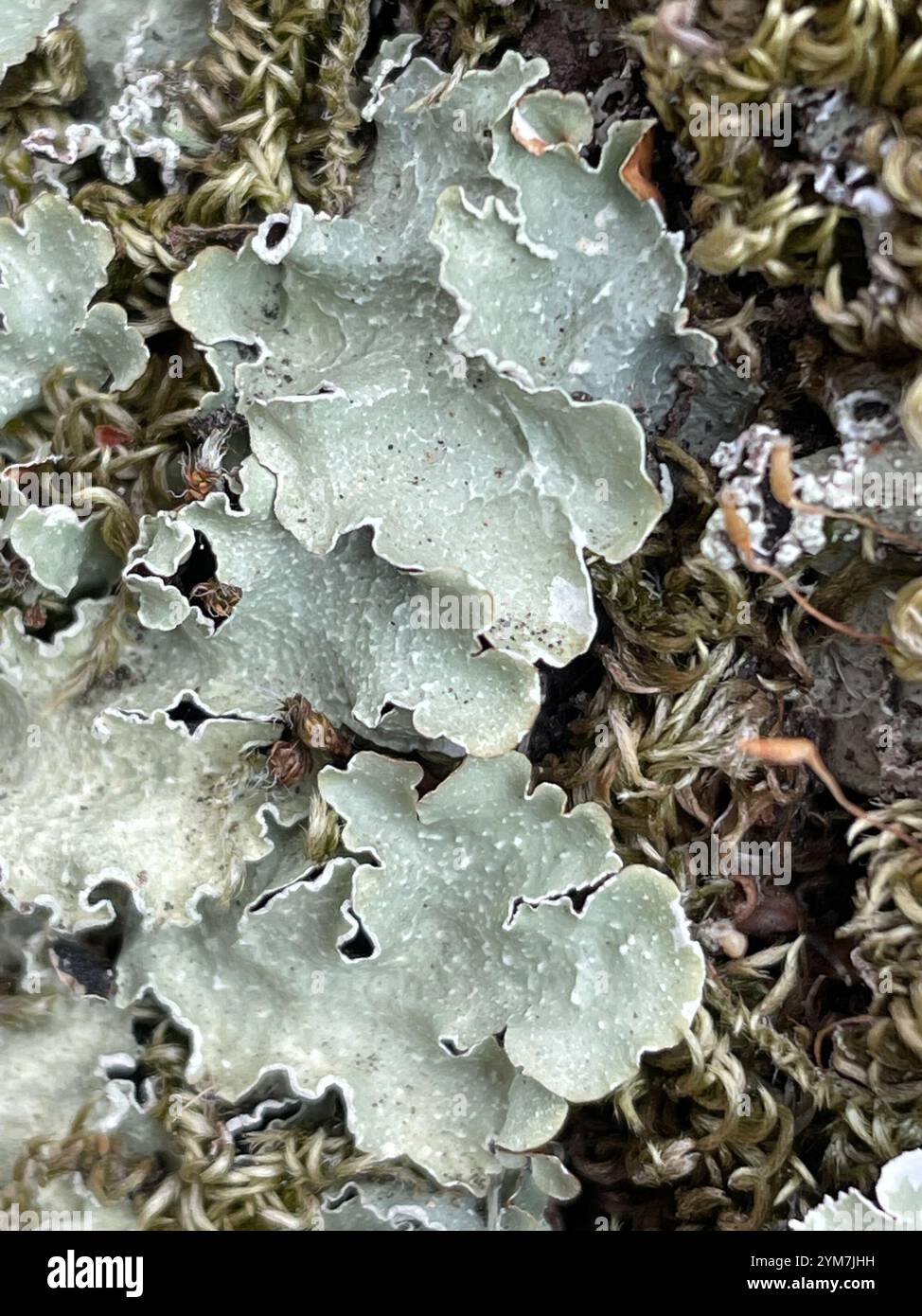 common greenshield lichen (Flavoparmelia caperata Stock Photo - Alamy