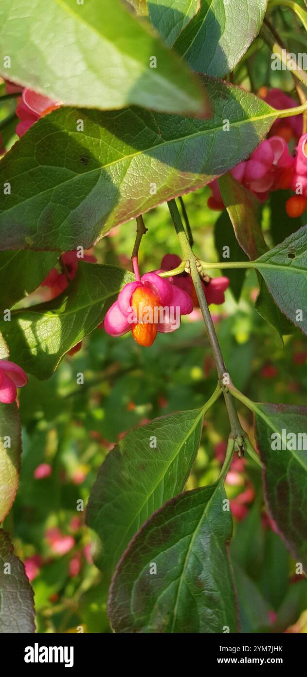 Spindle (Euonymus europaeus Stock Photo - Alamy