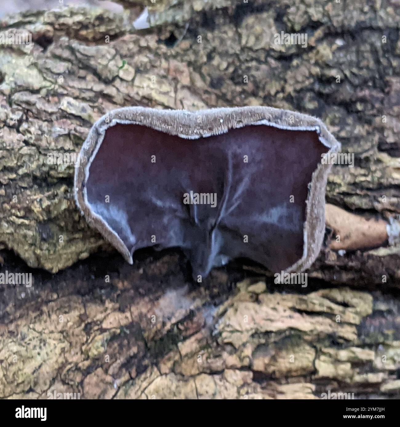 Wood ear fungi (Auricularia Stock Photo - Alamy