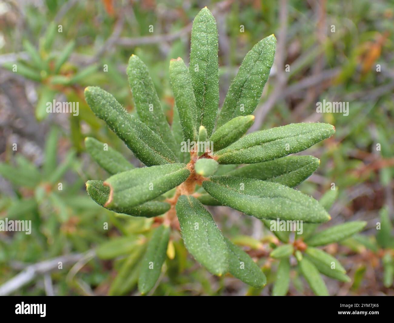 Bog Labrador Tea (Rhododendron groenlandicum Stock Photo - Alamy