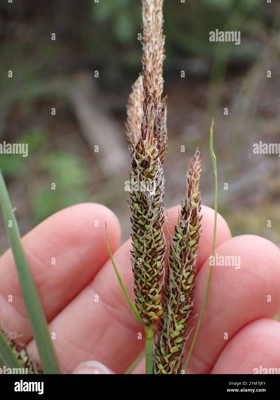 true sedges (Carex Stock Photo - Alamy