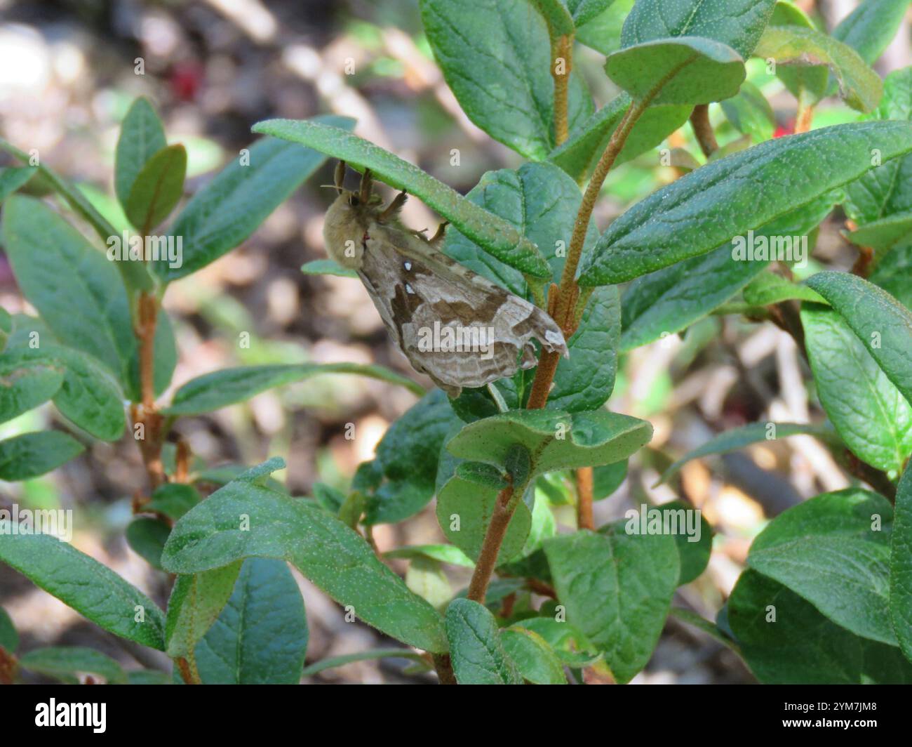 Four-spotted Ghost Moth (Sthenopis purpurascens Stock Photo - Alamy