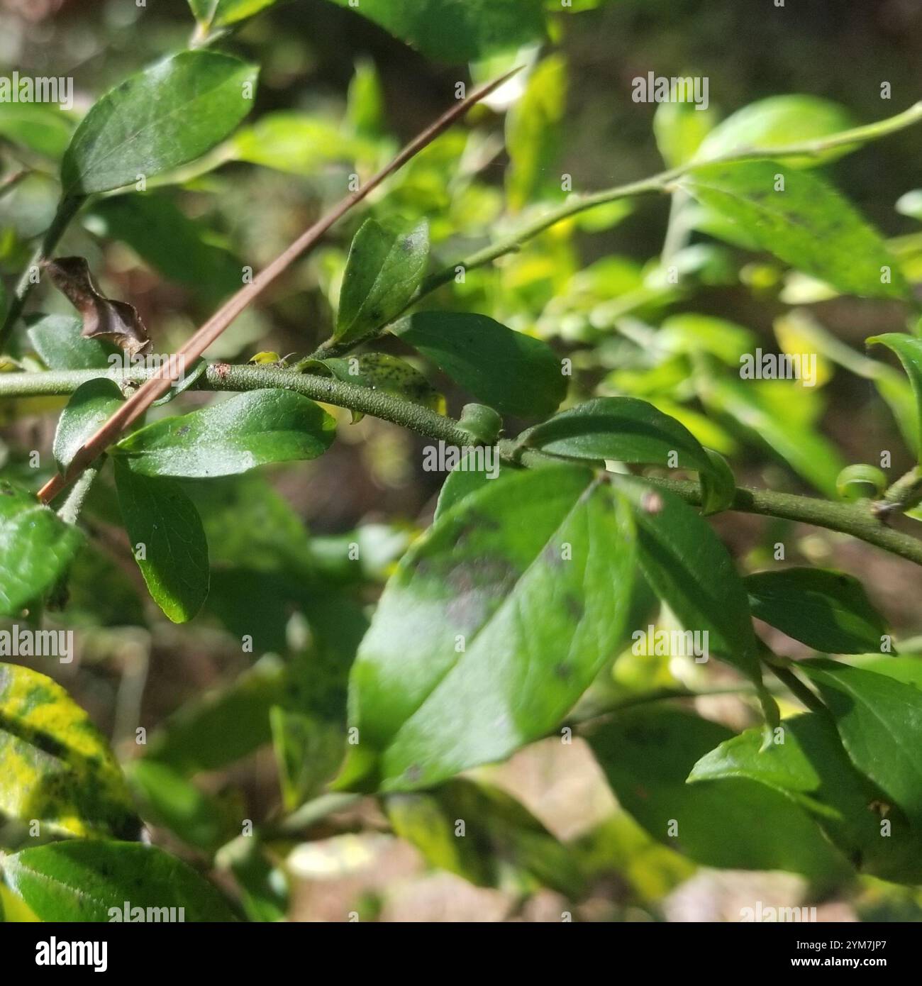 mayberry (Vaccinium elliottii Stock Photo - Alamy