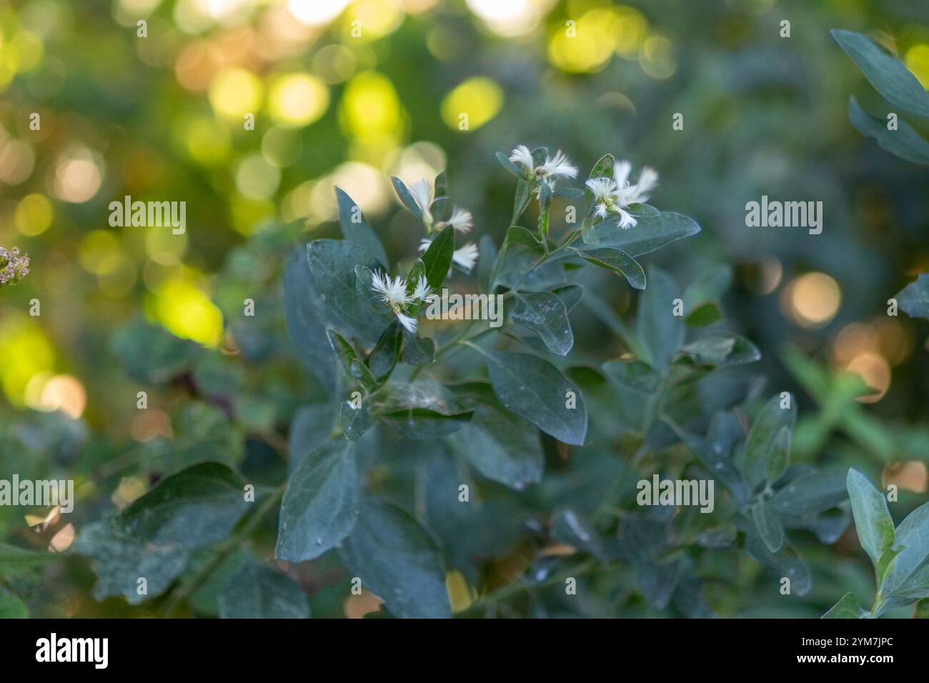 groundsel tree (Baccharis halimifolia Stock Photo - Alamy