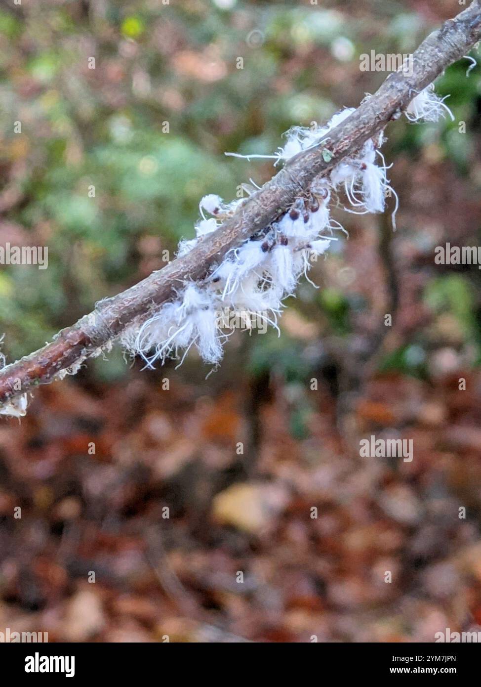 Beech Blight Aphid (Grylloprociphilus imbricator Stock Photo - Alamy