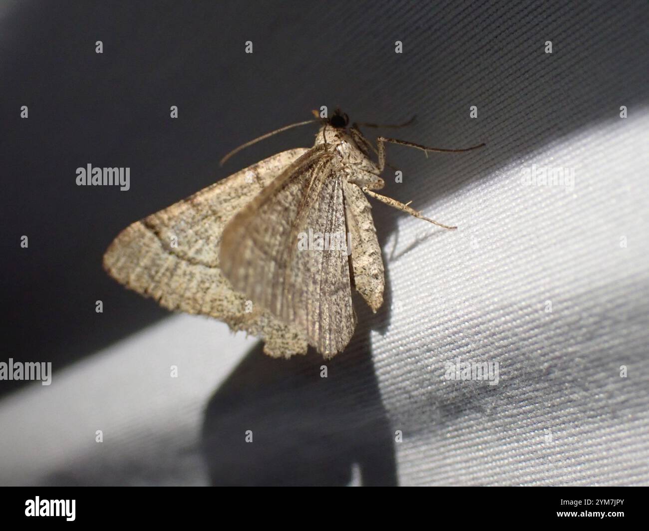 Geometer Moths (Geometridae Stock Photo - Alamy