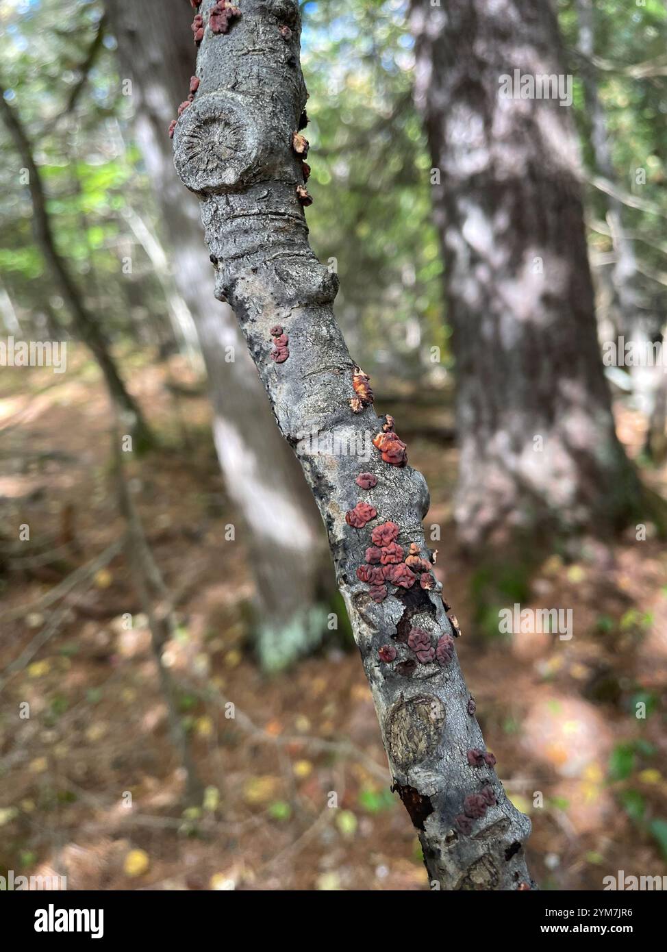 Red Tree Brain Fungus (Peniophora rufa Stock Photo - Alamy