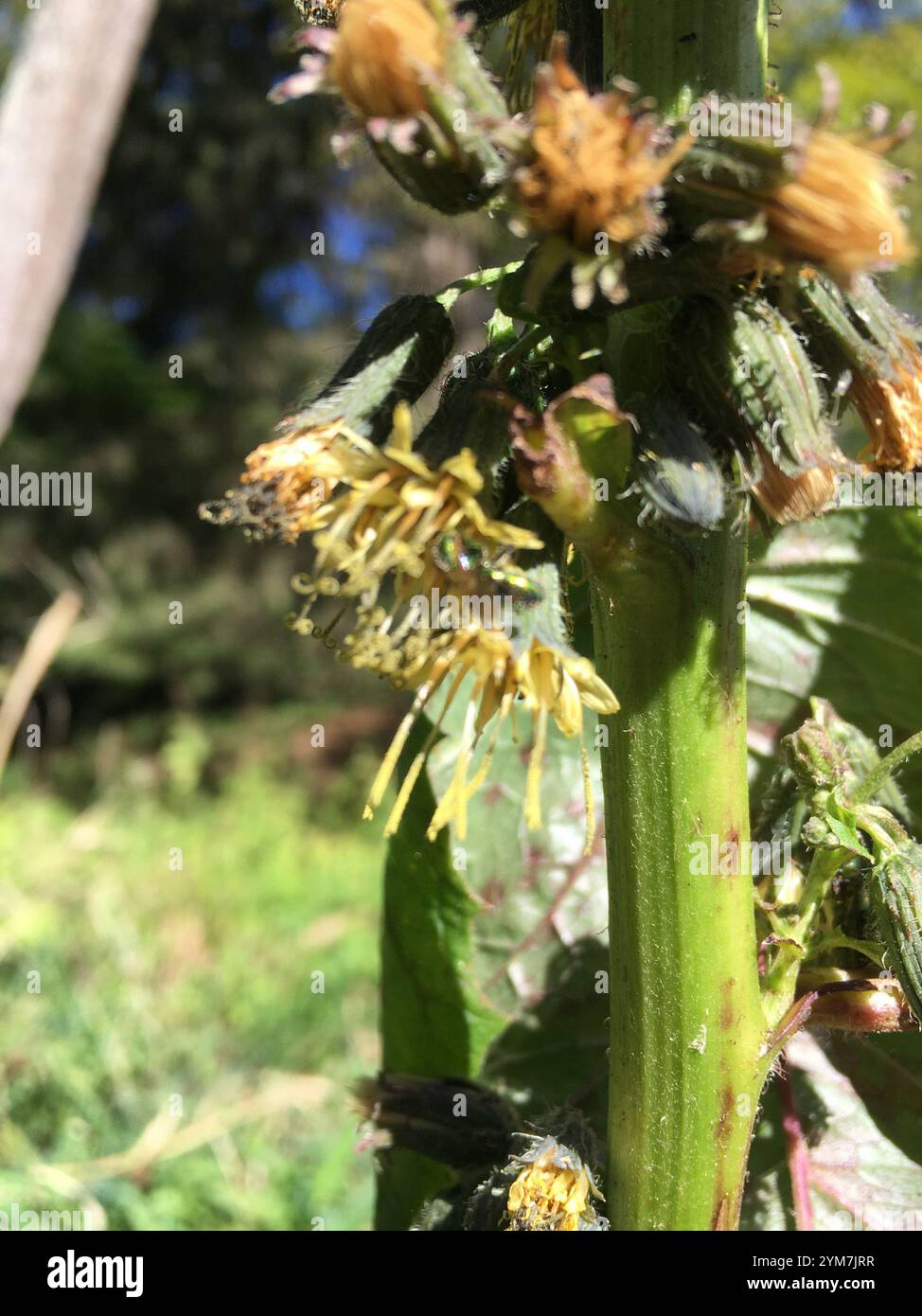nodding rattlesnake root (Nabalus crepidineus Stock Photo - Alamy