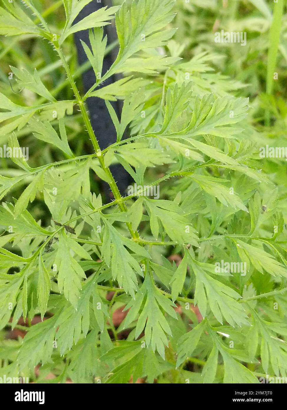 carrot family (Apiaceae Stock Photo - Alamy