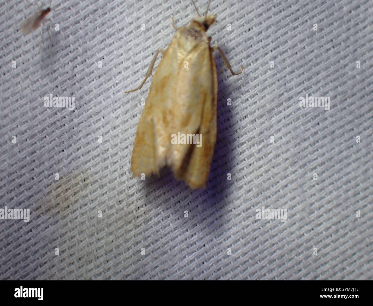 Tortricid Leafroller Moths and Allies (Tortricoidea Stock Photo - Alamy