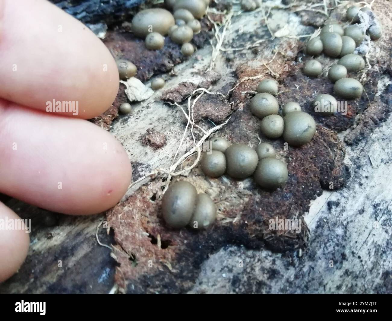 Wolf's Milk (Lycogala epidendrum Stock Photo - Alamy
